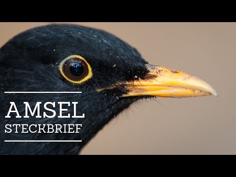 Die Amsel | Lebensraum, Nahrung, Brutverhalten, Größe, Alter
