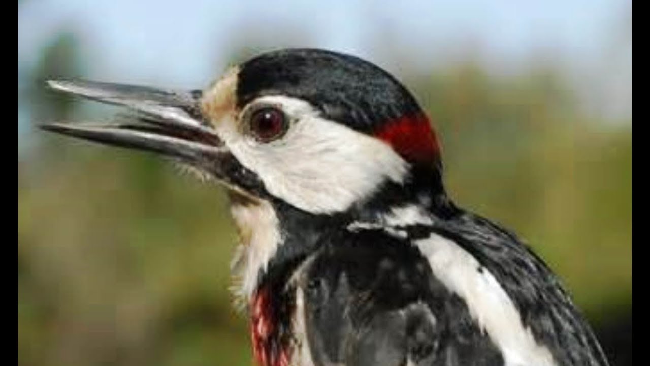 Der Buntspecht | Lebensraum, Nahrung, Brutverhalten, Größe, Alter