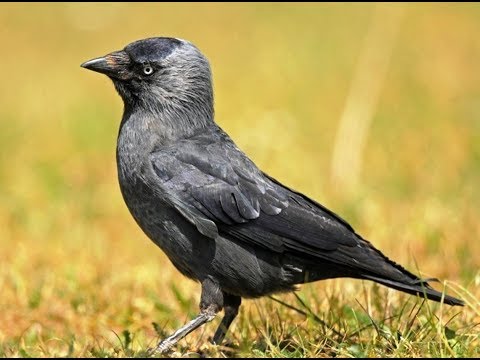 Die Dohle | Lebensraum, Nahrung, Brutverhalten, Größe, Alter