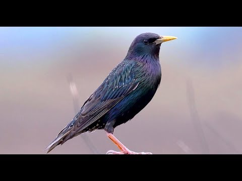 Der Star: Steckbrief einer heimischen Vogelart - Alles über den Vogel Star