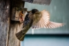 Der Star: Steckbrief einer heimischen Vogelart - Alles über den Vogel Star