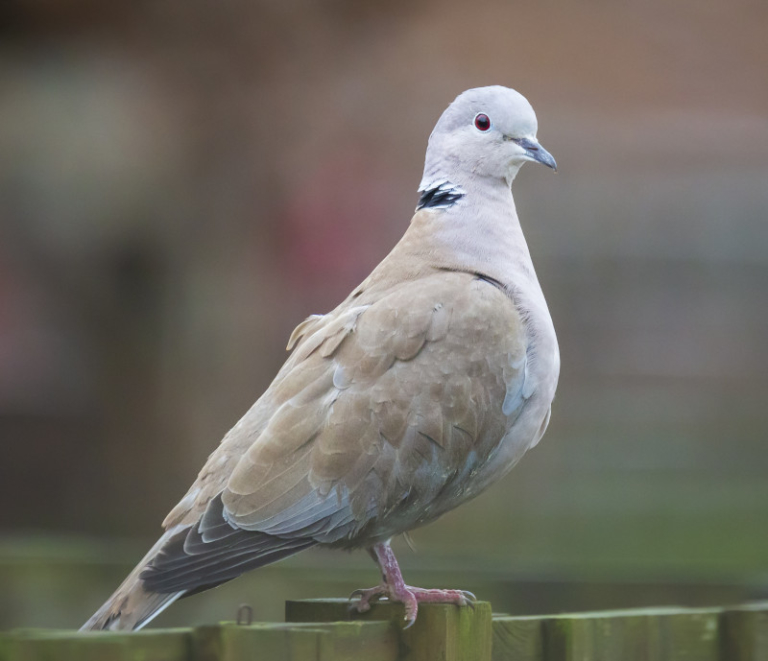 Die Türkentaube: Steckbrief eines heimischen Vogels