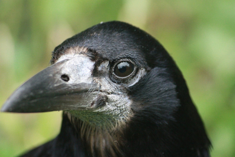 Die Saatkrähe: Steckbrief eines heimischen Vogels