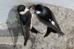Die Mehlschwalbe: Steckbrief einer heimischen Vogelart