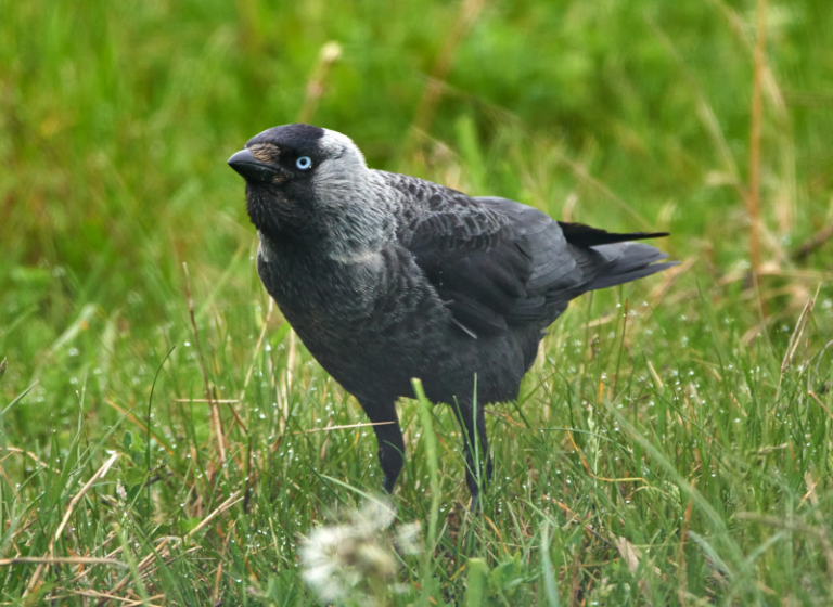 Die Dohle | Lebensraum, Nahrung, Brutverhalten, Größe, Alter