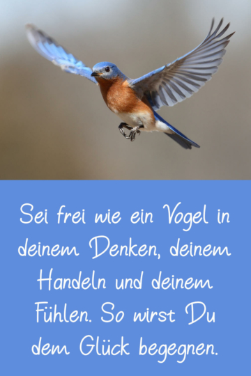 Lebensweisheiten, Zitate und Sprüche über Vögel